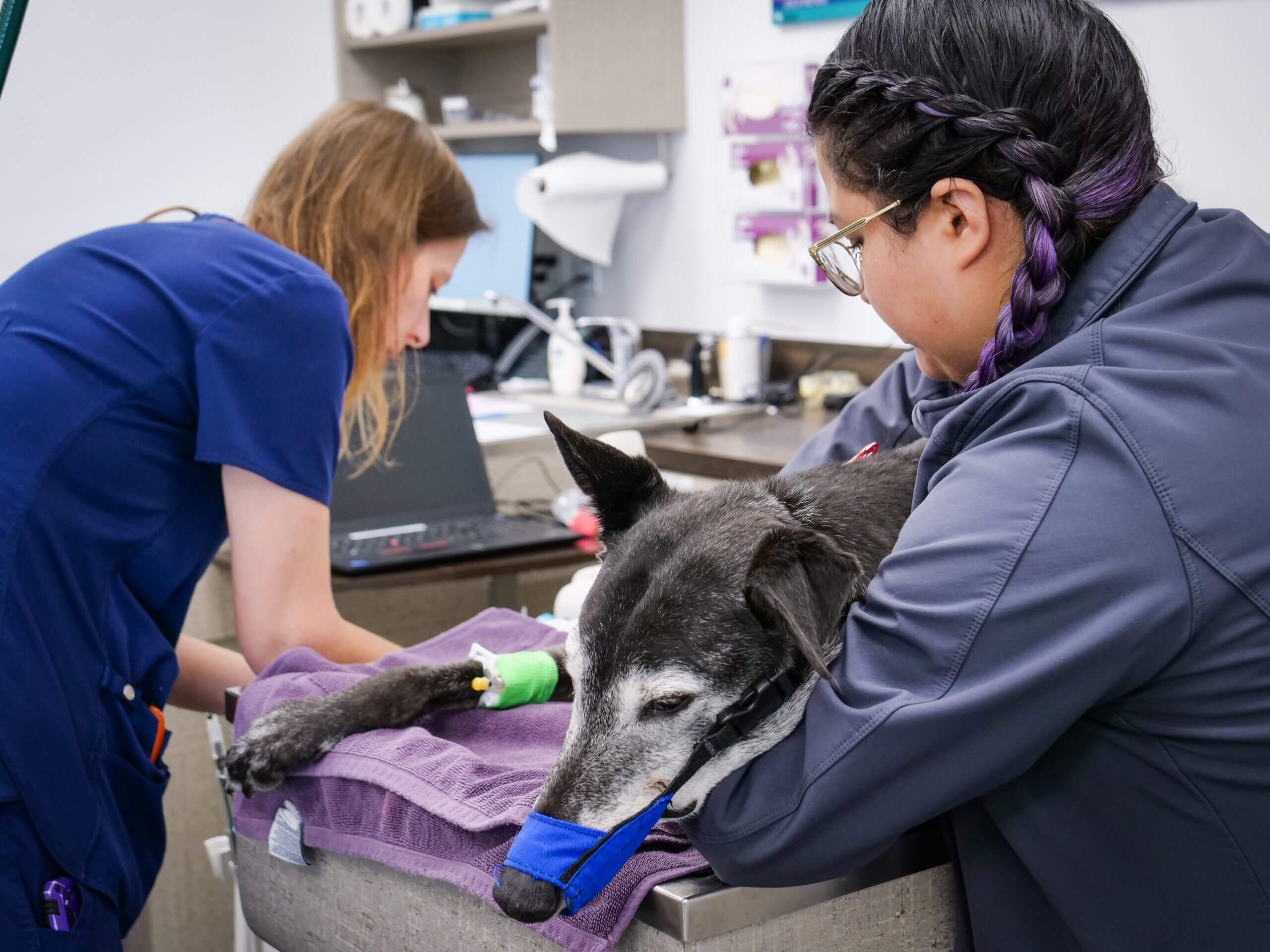 Veterinary Surgical Specialists - Companions Animal Hospital